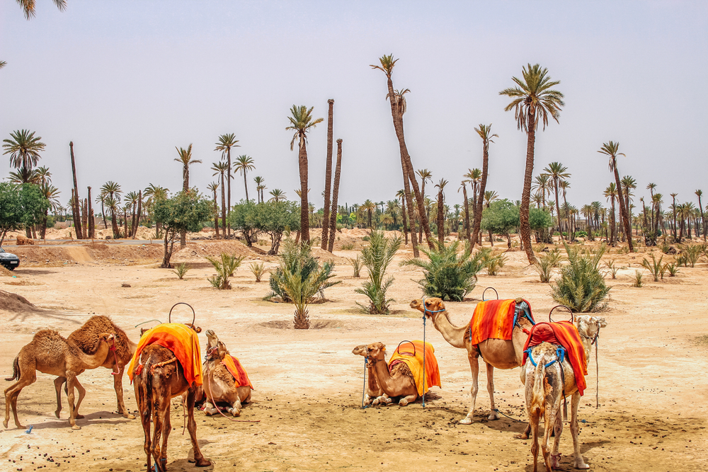 Excursiones - Red Marrakech